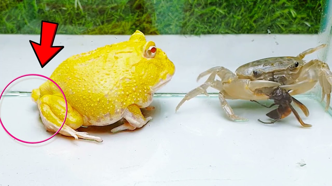 Pacman Frog Vs. Bee Giant, Crab - Bullfrog Feeding 【WARNING LIVE ...