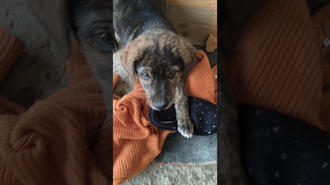 Teddy ne Arman ki mummy ka shoes kha liya #doglover #teddy #funny # ...