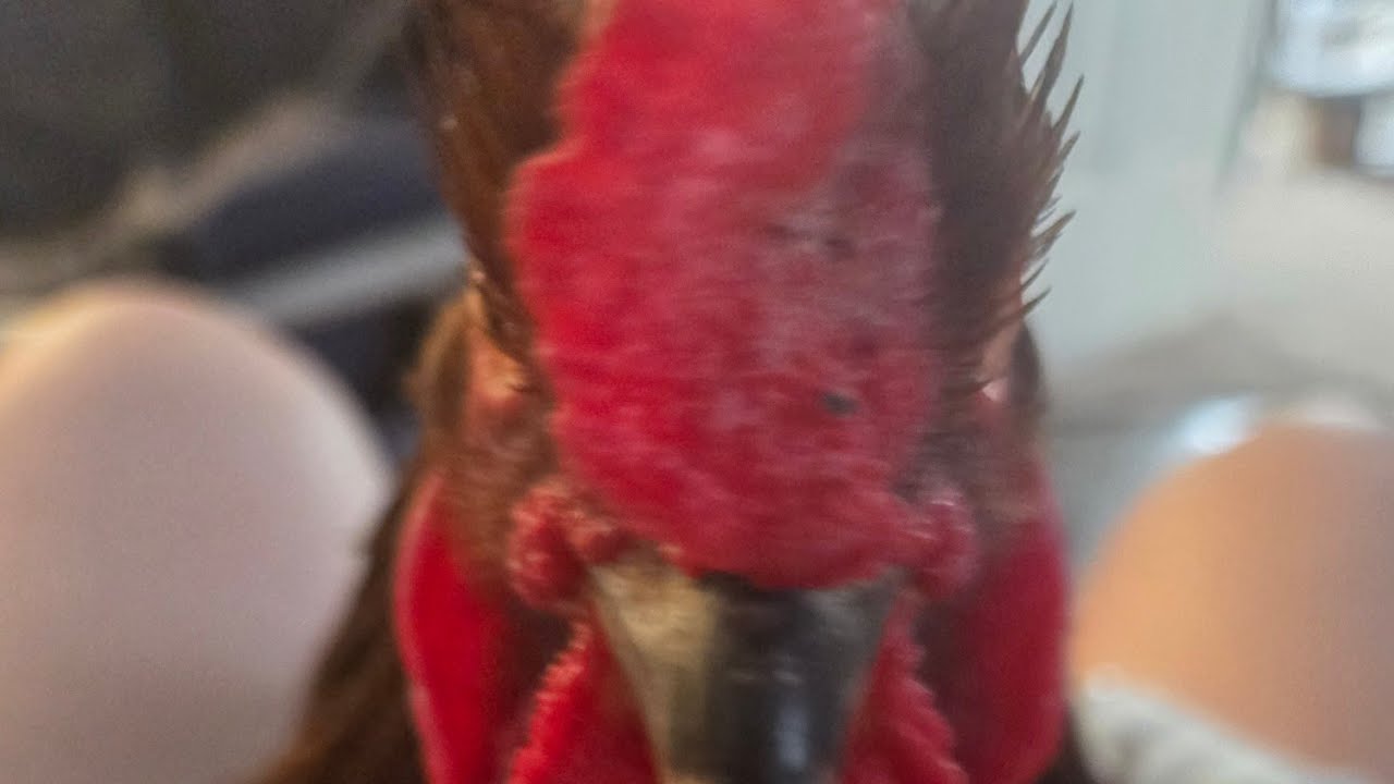 Epic fail (How to put a chicken diaper on a rooster ) #fail #chicken # ...