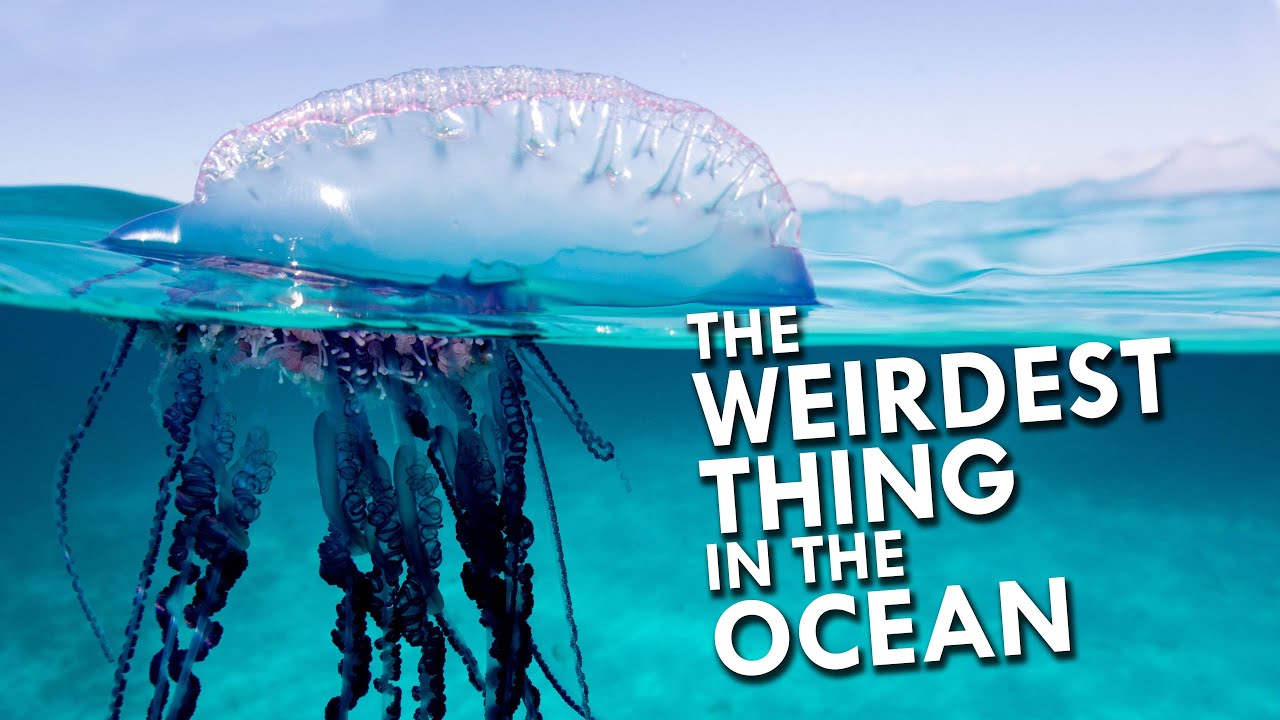 Portuguese Man O' War: The Weirdest Thing In The Ocean - YouTube