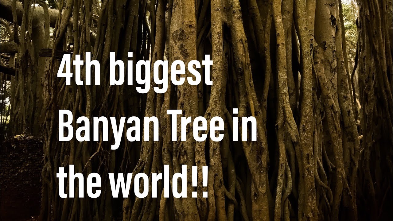 4th biggest Banyan Tree in the world - Dodda Alada Mara Bangalore - YouTube