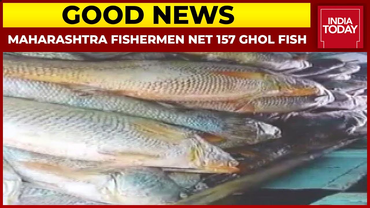 Good News: Maharashtra Fishermen Net 157 Ghol Fish Worth Rs 1.33 Crore ...