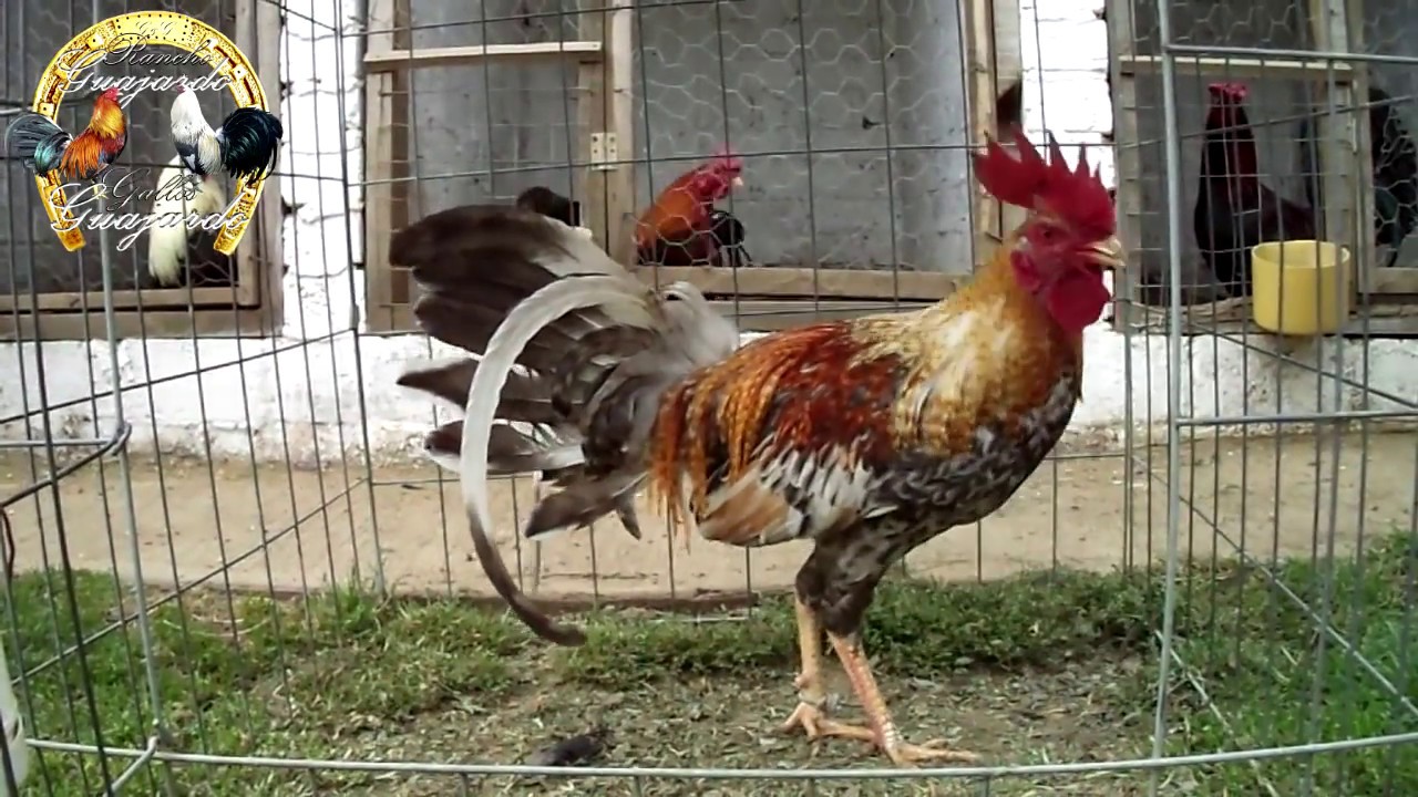 Pollo Bulico - YouTube