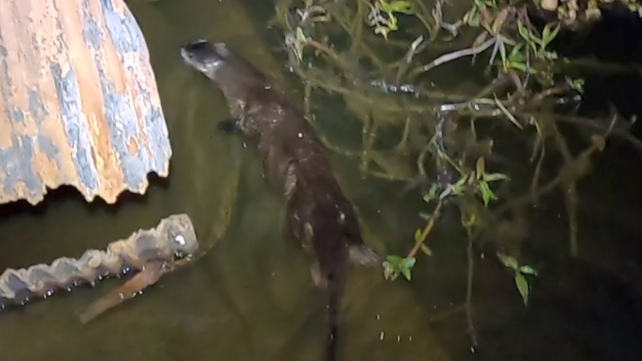 Fan Mail #20 And A River Otter - YouTube