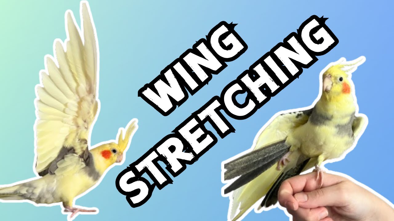 Why Do Birds Stretch Their Wings? | Parrot Wing Stretching ...