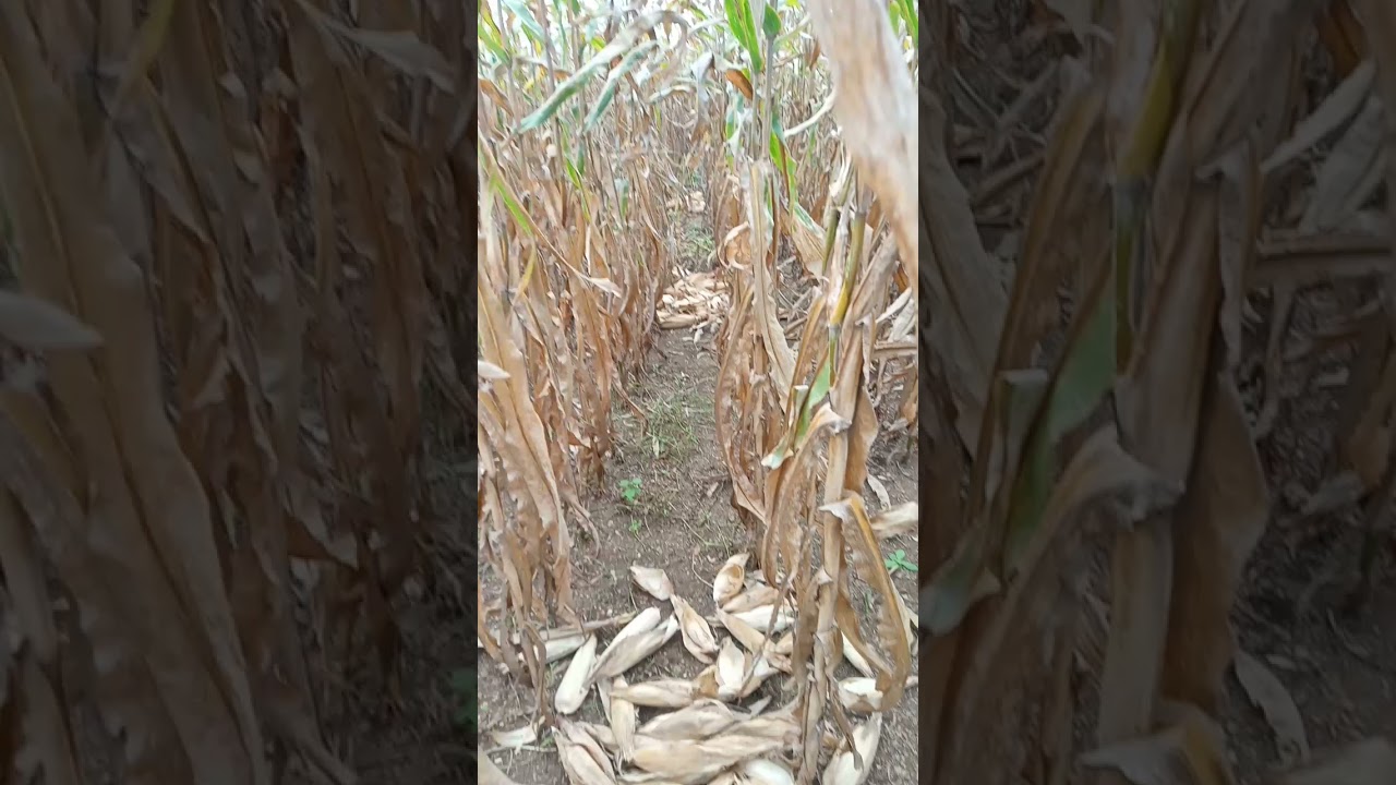 Makka corn crop farming kele#shorts #farming - YouTube