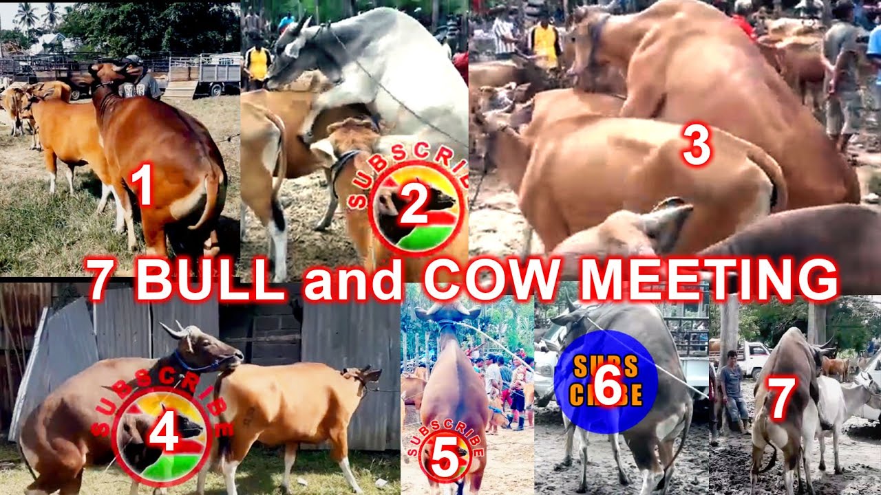 Bull and Cow Meeting ! 7 POWERFULL Bali Cow vs Rambon Cow #sapibali # ...