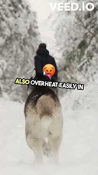 Interesting facts for Siberian Husky - YouTube