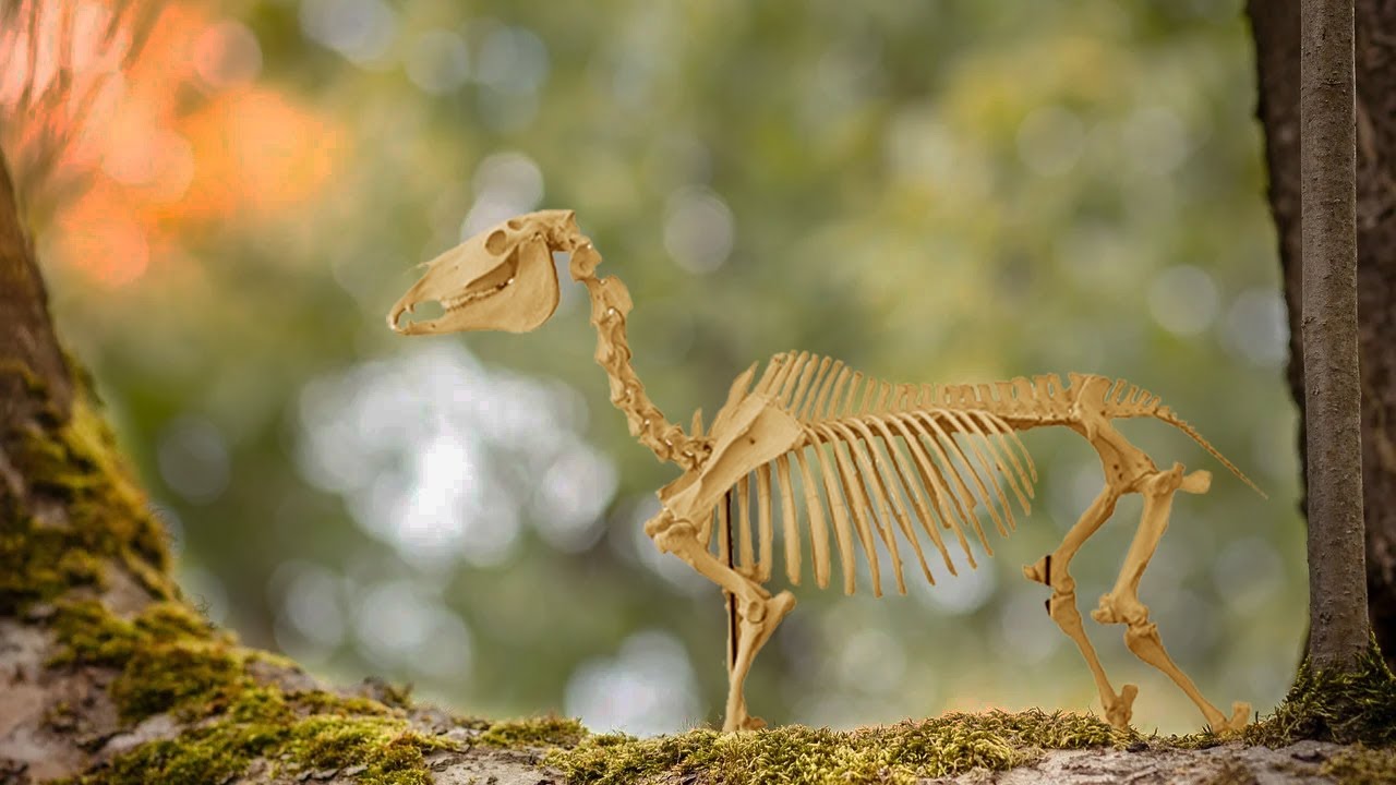 Fosil Hidup Dalam Dunia Binatang - YouTube