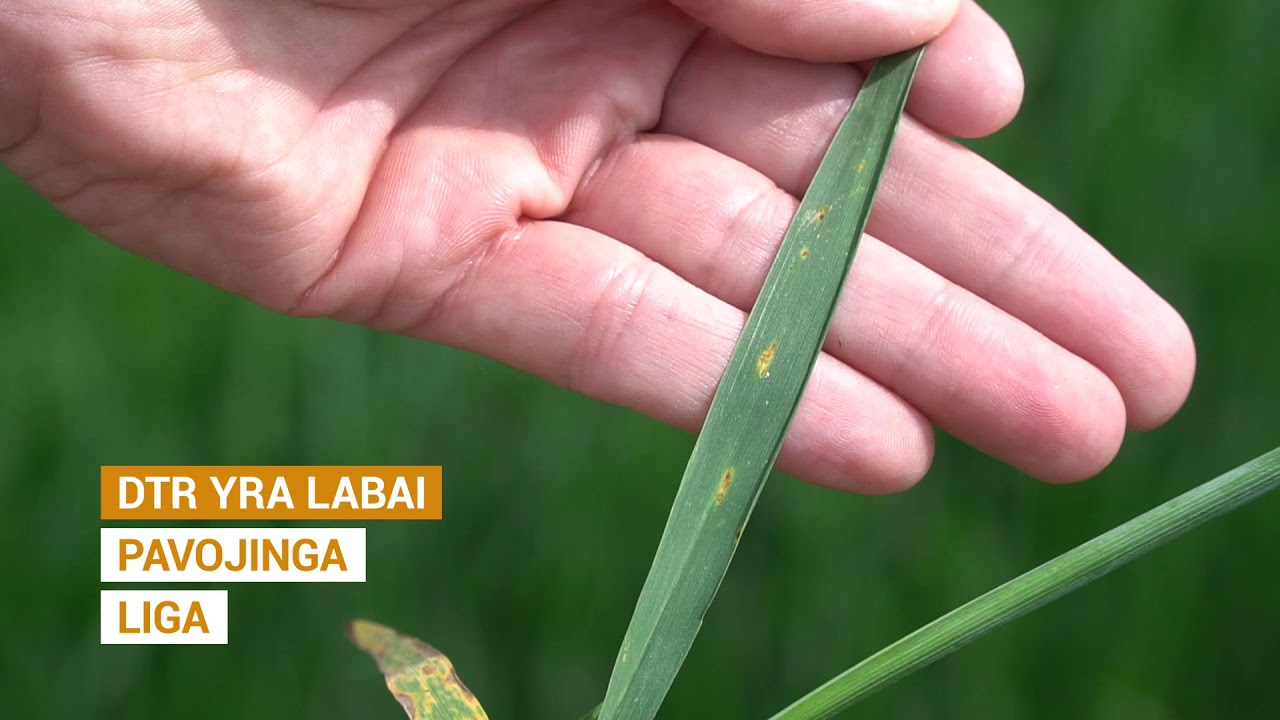 #11–2020. Apsaugokite žieminius javus 🌾 efektyviais preparatais Ascra ...