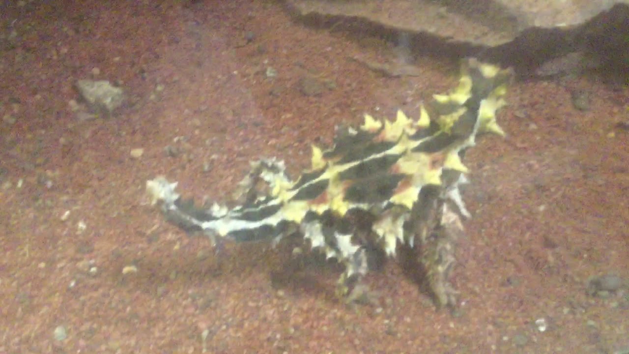 Getting bit by??? - YouTube