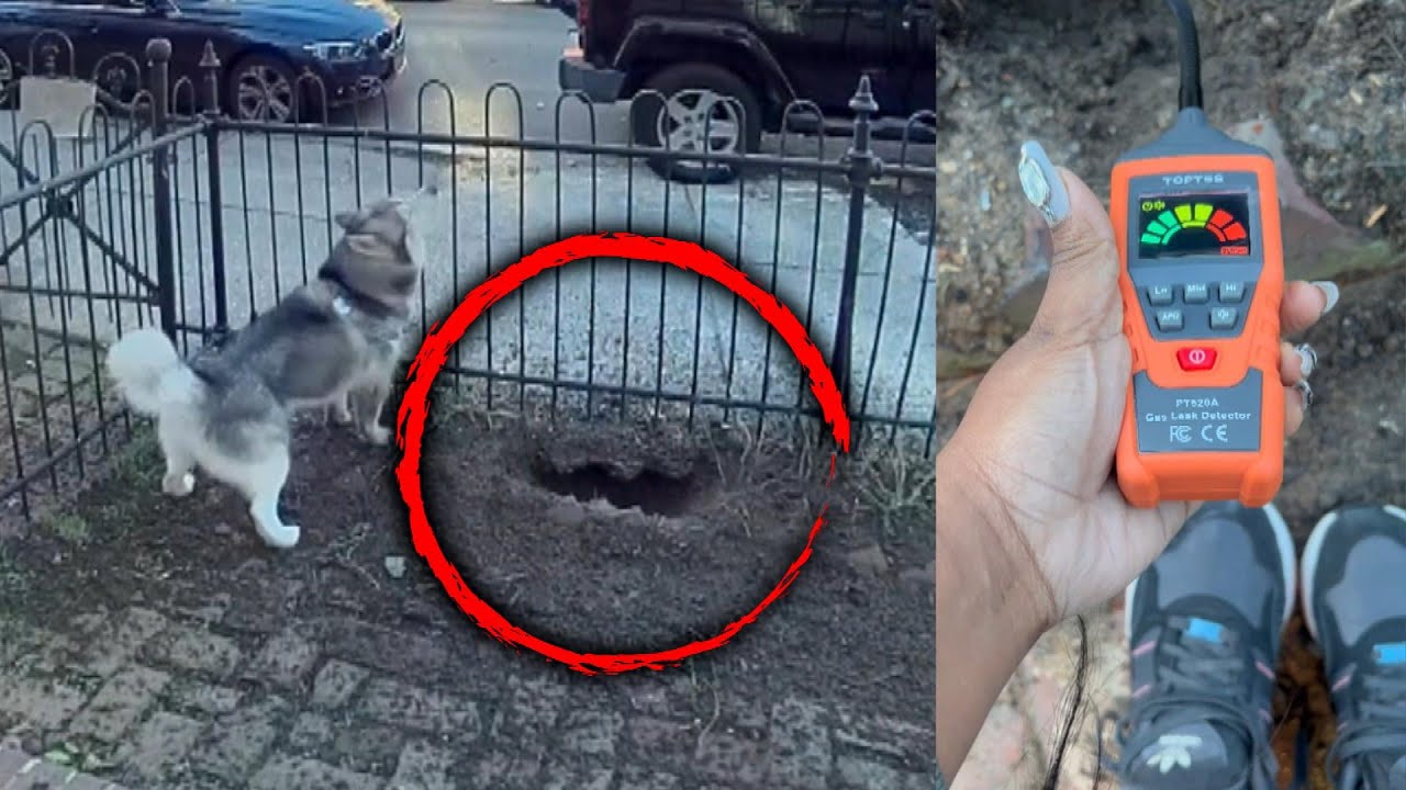 Hero Husky Saves Neighborhood From Gas Explosion - YouTube