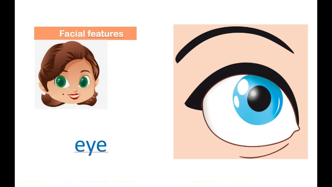 English basics - Vocabulary - Facial Features - YouTube