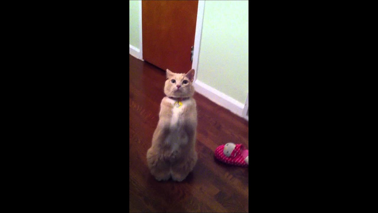 cat moves like Jagger - YouTube