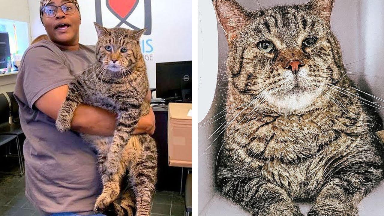 Meet the 26-Pound Cat Who Lost Half His Body Weight and Gained a New ...