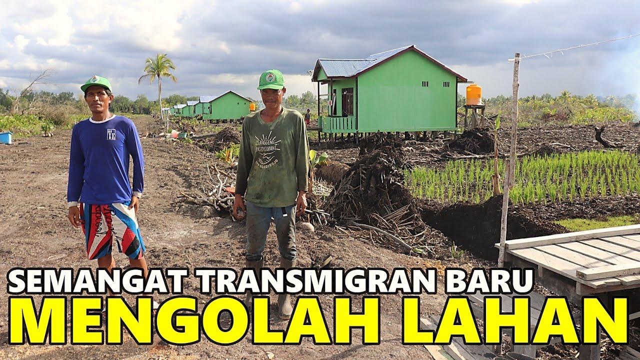 KEHIDUPAN BERTANI WARGA TRANSMIGRAN BARU - PEMUKIMAN TRANSMIGRASI SP10 ...