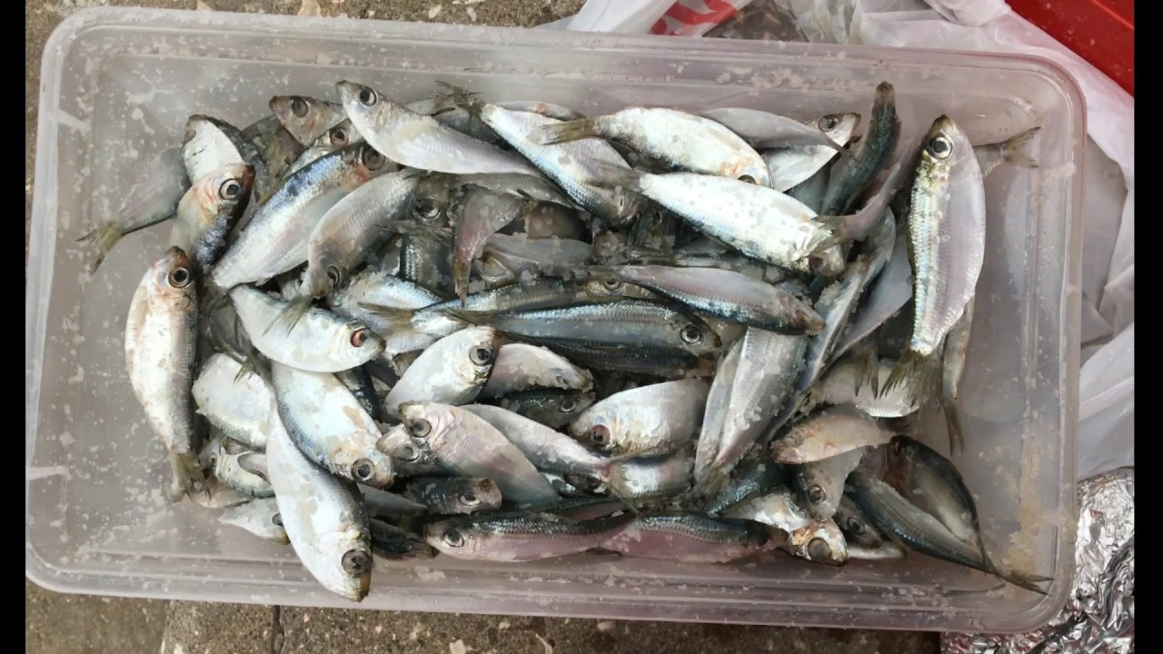 Porgy & Mangrove Snapper Bridge Fishing - YouTube