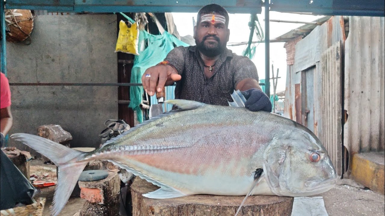 TRAVELLY FISH/ PAAREI FISH CUTTING / KASIMADU FISH/ US MARINE/4K VIDEO ...