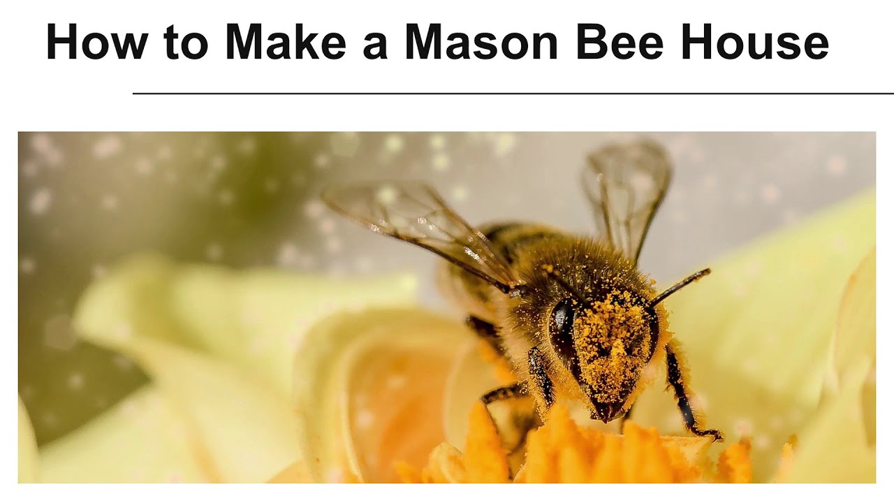 Growing Gardeners: How to Make a Mason Bee House - YouTube