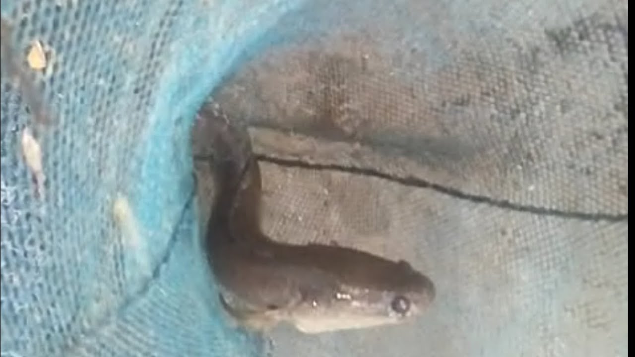 Tak terduga dapat ikan gabus dan ikan betok di selokan!!! wah mantap ...