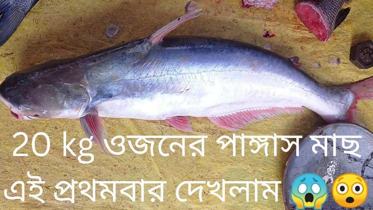 Pangas Fish Machine Cutting Skills - YouTube