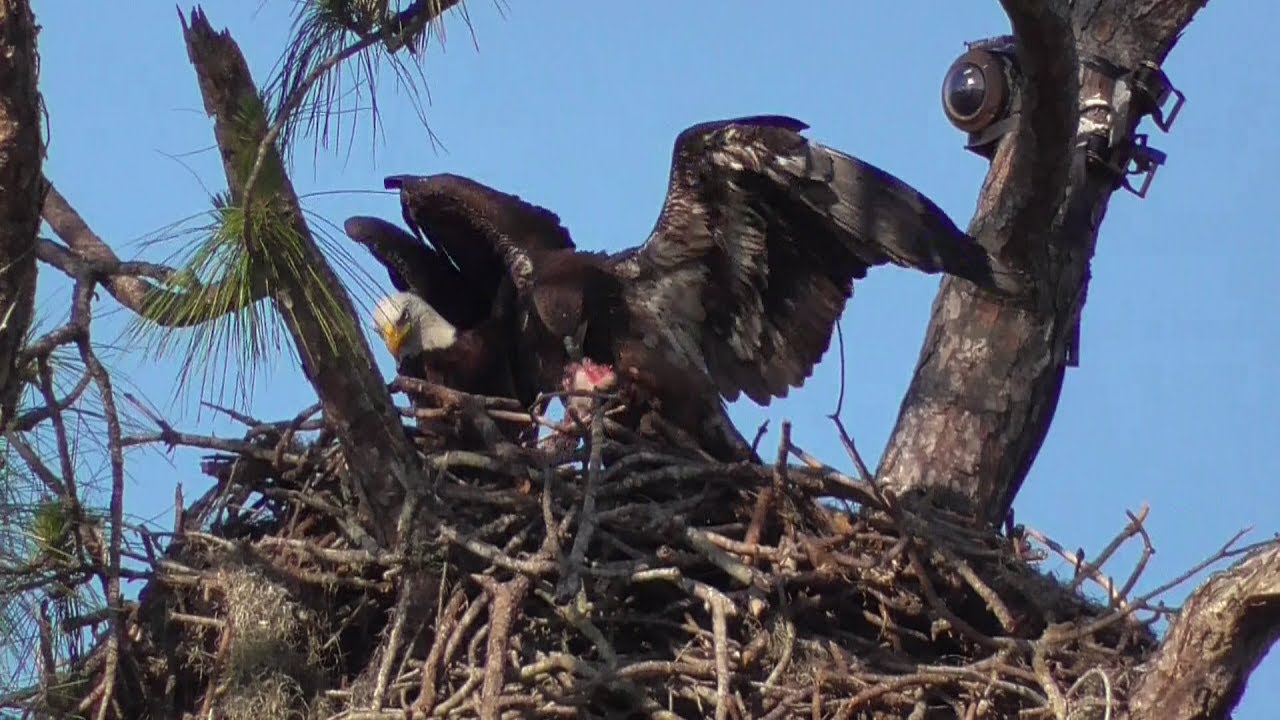 SWFL Eagles_E12 "Hunts" For Dad~Small Food Delivery~Crows Really Pester ...