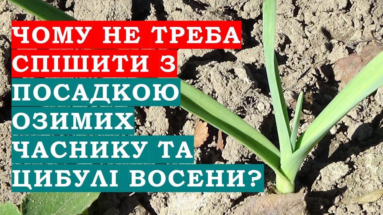 При якій температурі повітря та грунту можна висаджувати озимі часник