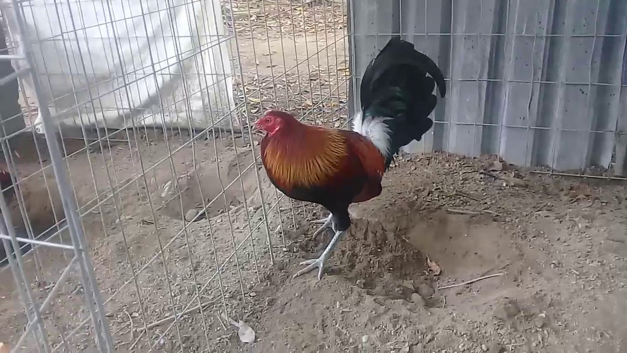 Gallos velcro filipinos - YouTube