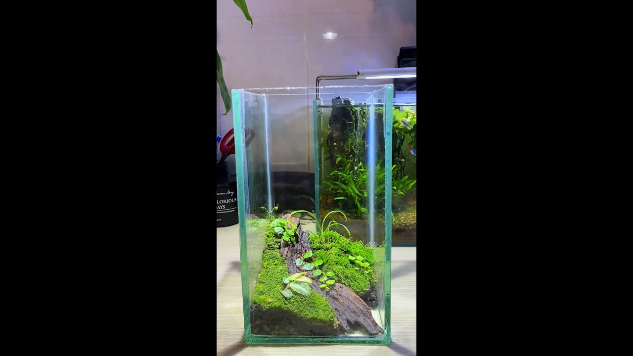 Terrarium Cần Thơ - Creating a terrarium to capture a peaceful stream ...