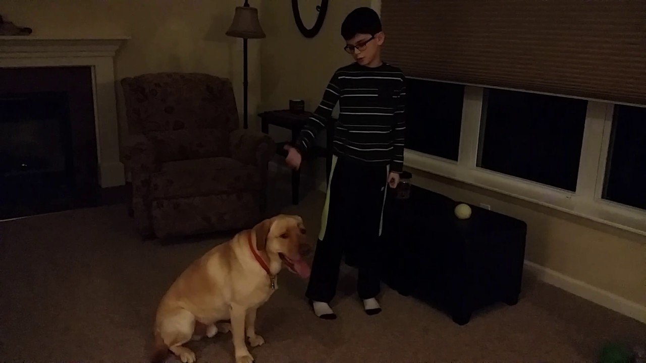 Basic Dog Tricks YouTube basic-dog-tricks-youtube