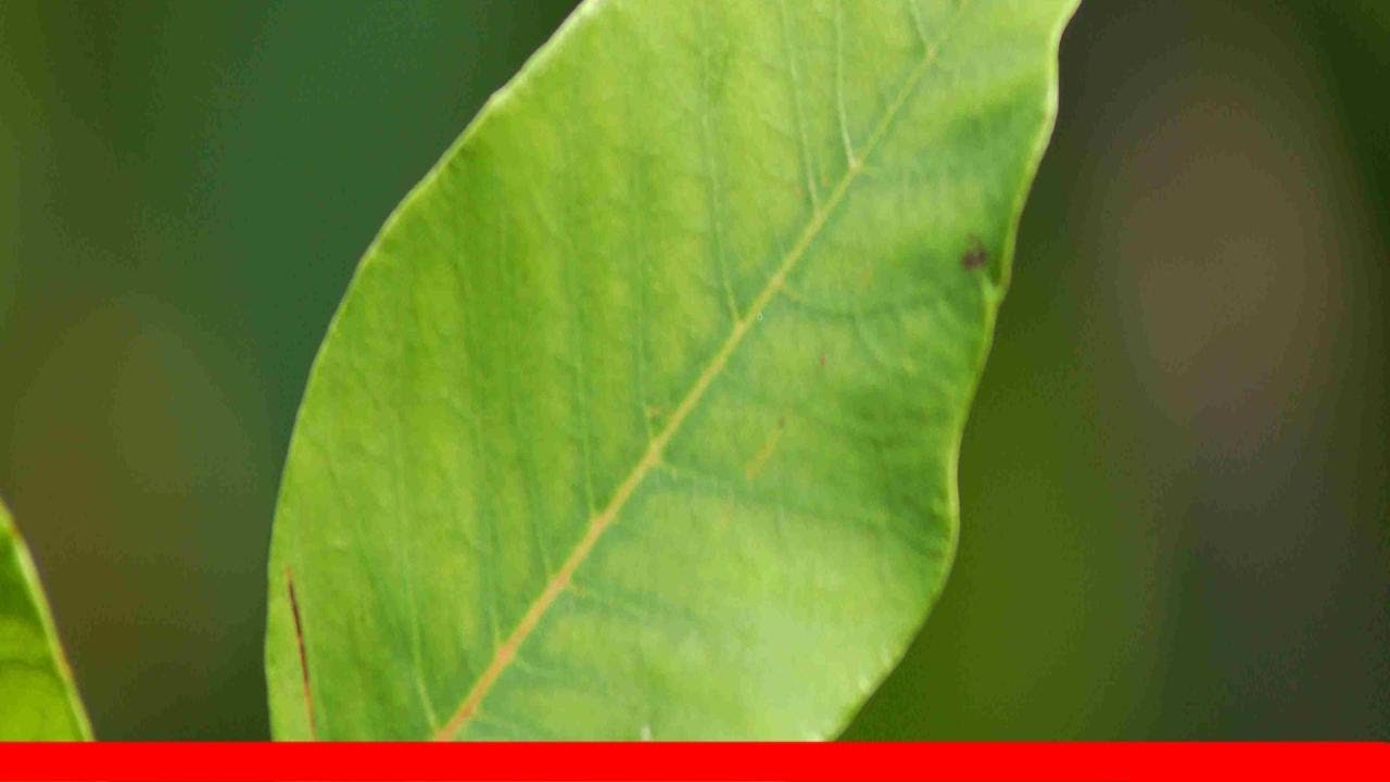 Poison Sumac Pictures For Identification 🛋️ - YouTube