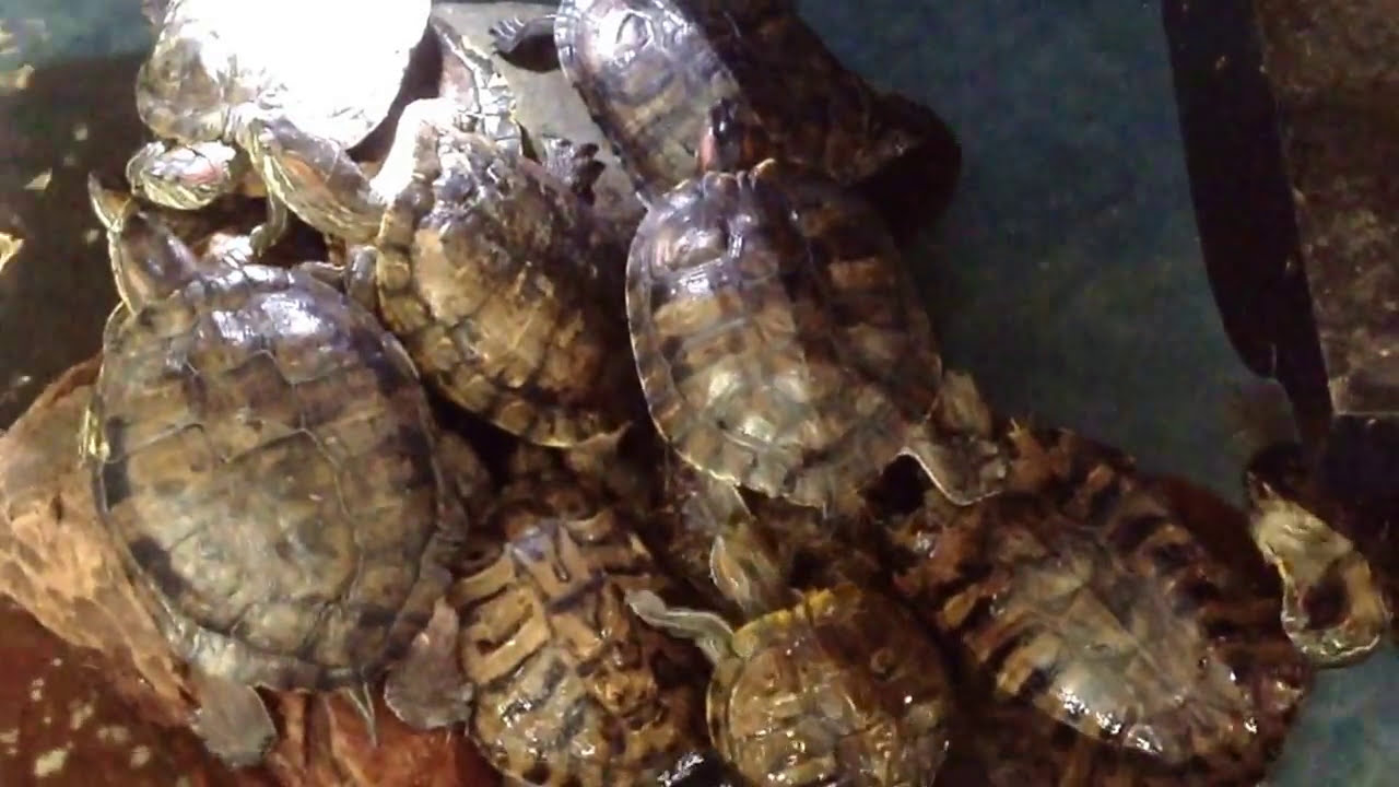 Raw Video: The poor turtles of Sarawat - YouTube