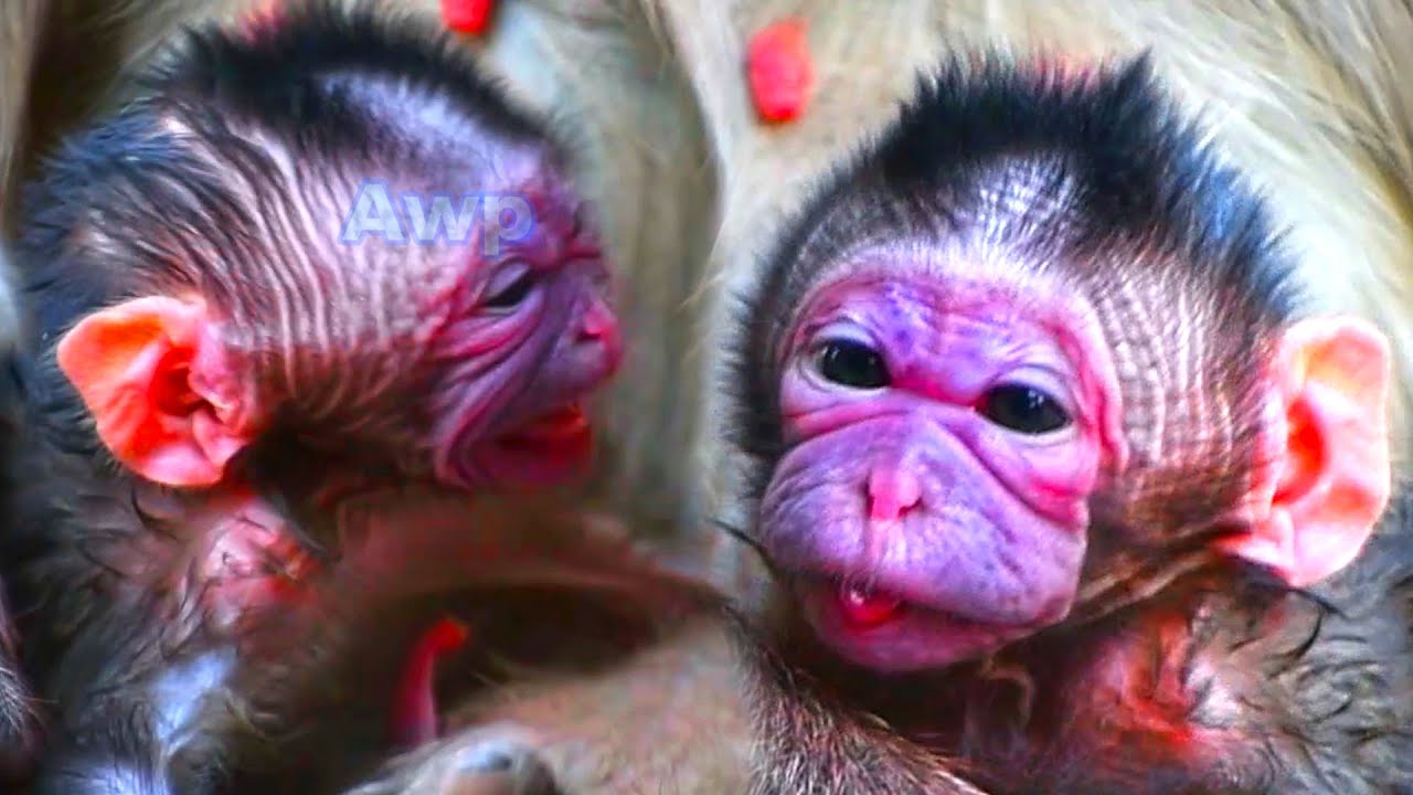 Just newborn baby crying and not yet get milk after born from mom - YouTube