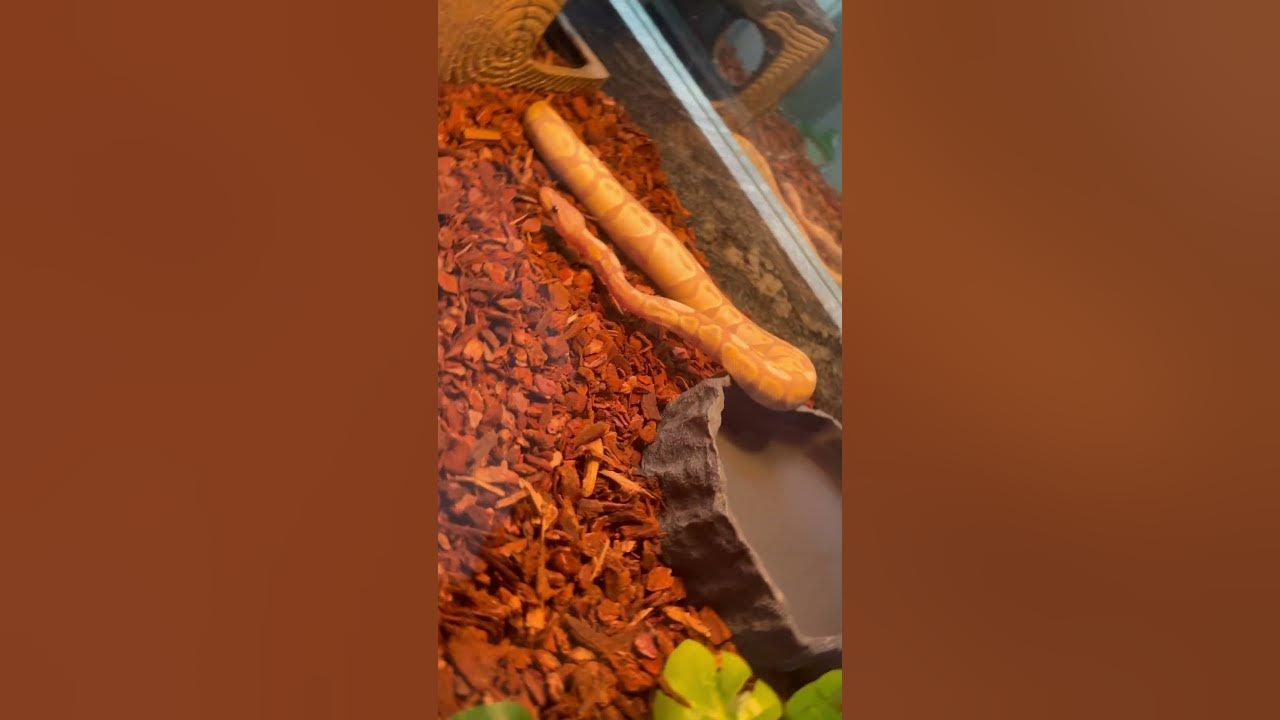 Banana Ball Python - YouTube