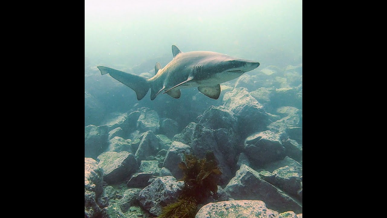 Scuba Dive - Bass Point Reserve, Shellharbour, Australia - YouTube