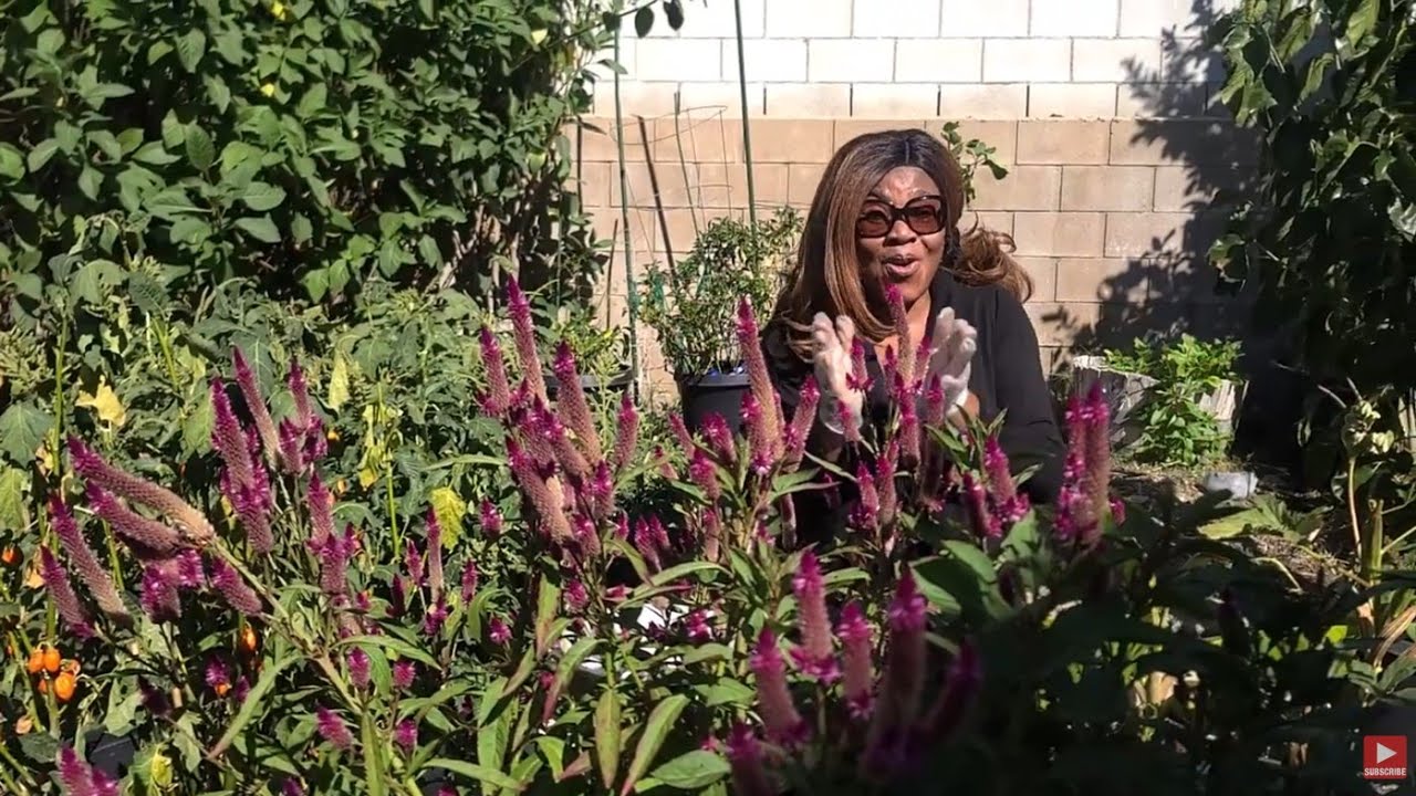 How to Collect and save Lagos Spinach Celosia Argentina | Shoko Yokoto ...