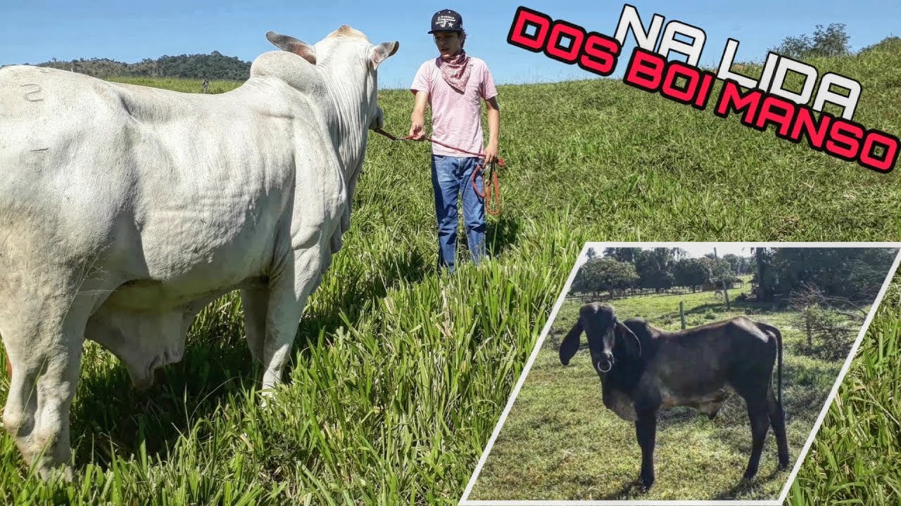 NA LIDA DO BOI MANSO|ROTINA DO DOMADOR|TSD - YouTube
