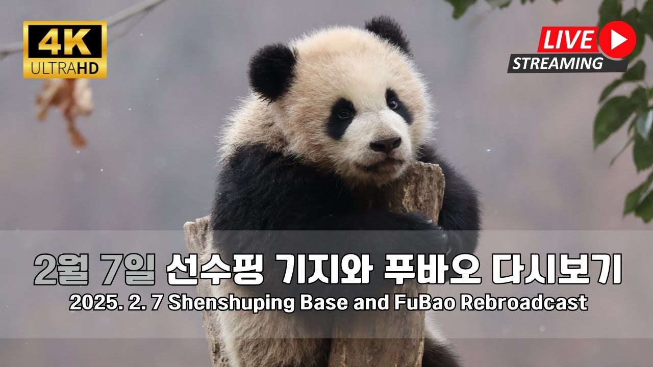 2월 7일 선수핑 기지 판다들과 푸바오 10월말 다시보기 방송입니다 4k Live Video Youtube