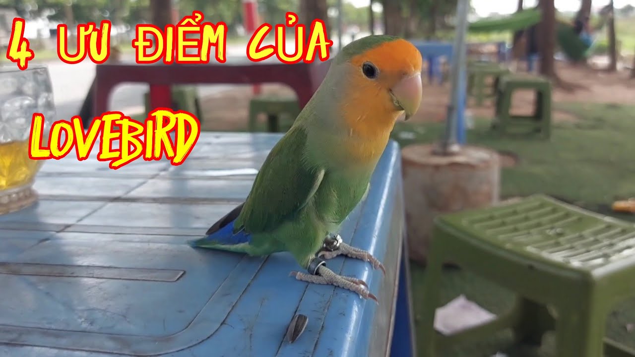 4 Ưu Điểm Ở Dòng Vẹt Lovebird. 4 Good Points With Lovebird Parrot ...