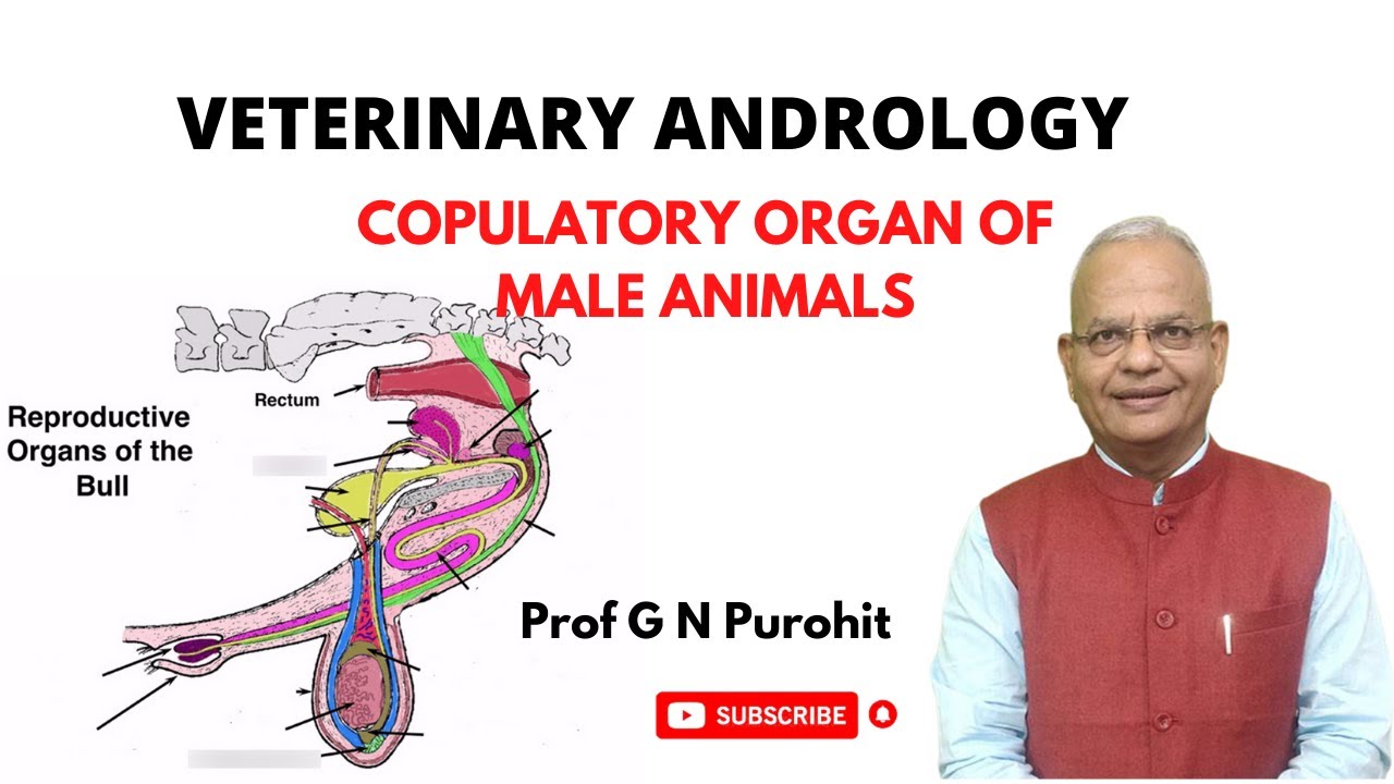 Male copulatory organ of domestic animals I Veterinary Andrology I GNP ...