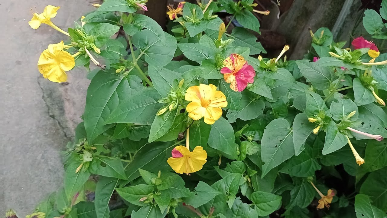 CONHEÇA A FLORES DA MARAVILHA (Mirabilis jalapa) - YouTube
