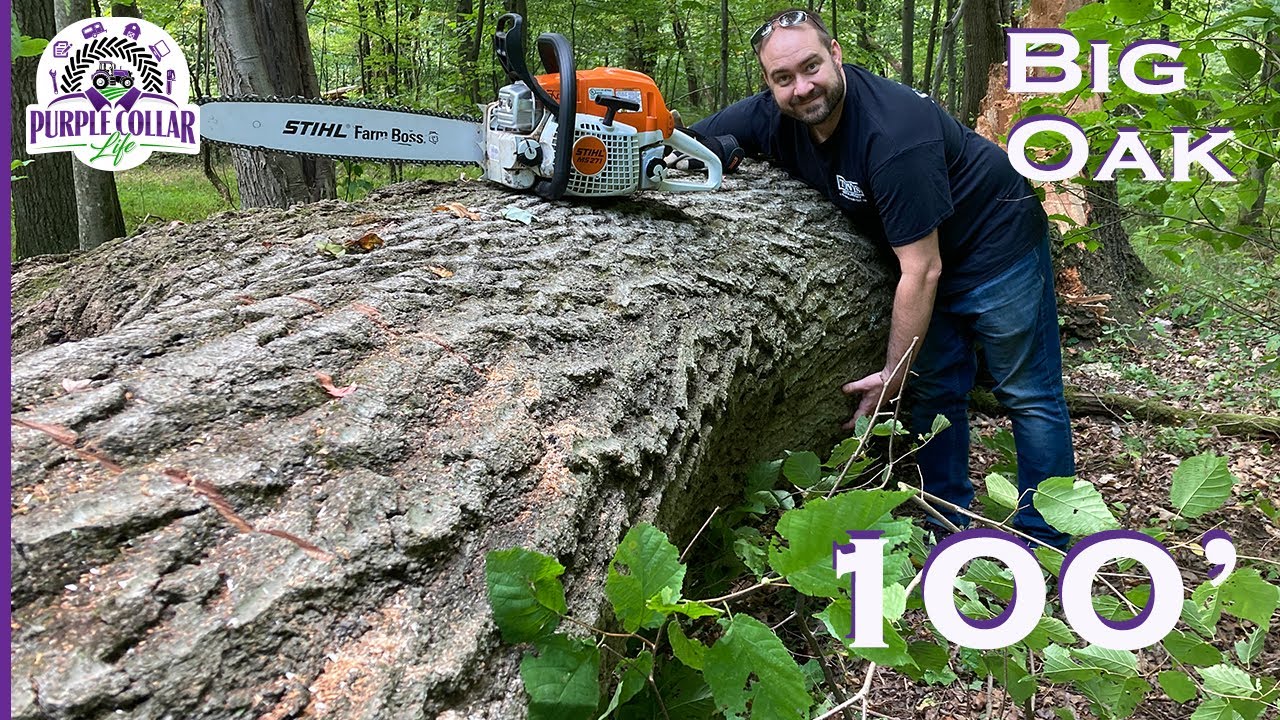 100 foot tall Oak tree becomes firewood rounds - YouTube