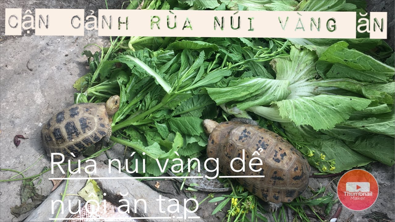 Rùa núi vàng ăn táo, Cận rảnh rùa ăn cạp như heo - YouTube