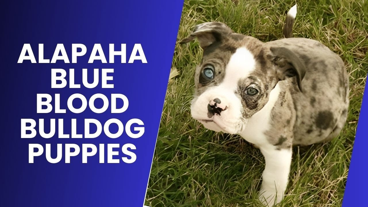 Where to Find Alapaha Blue Blood Bulldog Puppies for Sale - YouTube