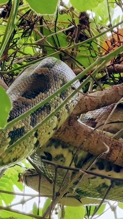 Common Bulbul vs. Python #shorts #viralvideo - YouTube