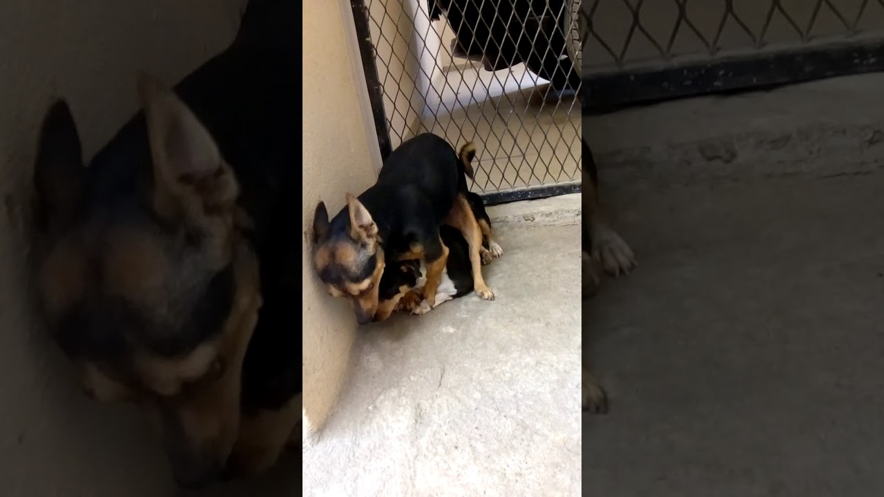 Perros culiando con Sweet Dreams de fondo - YouTube