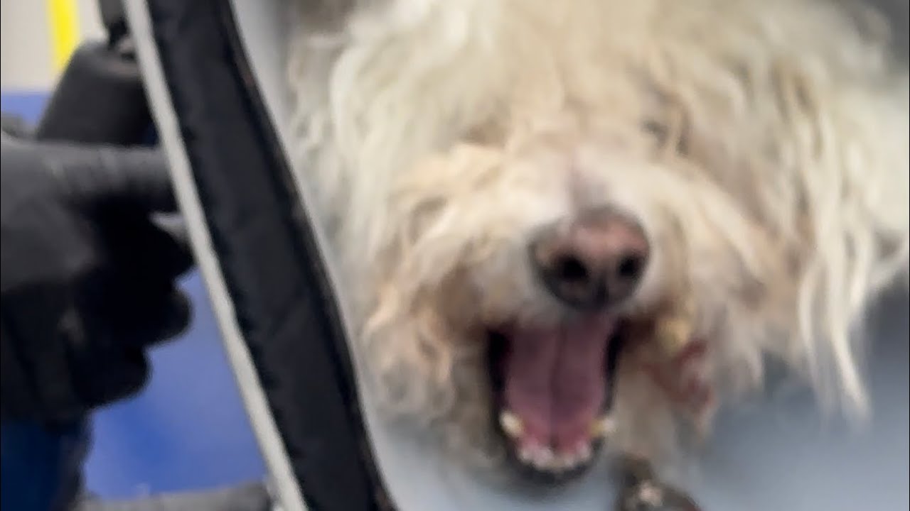 What it feels like to groom aggressive dogs - YouTube