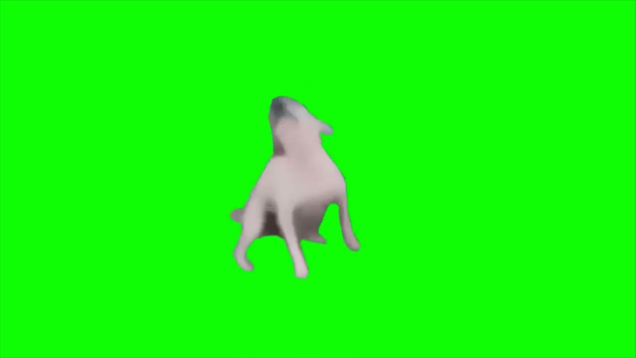 Pantalla Verde Perro Meme Bailando (Green Screen Dog Dance!) - YouTube