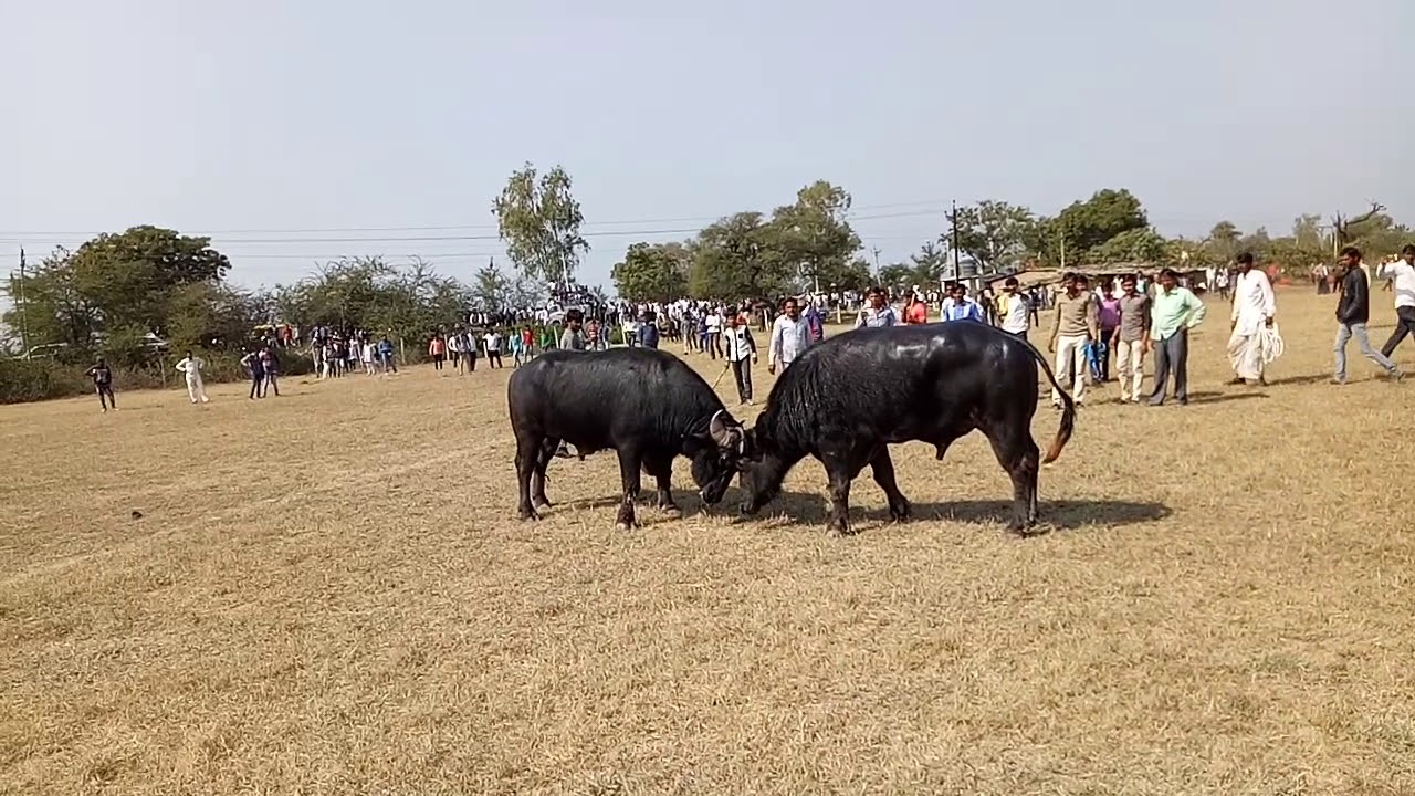 Munna vs Raka Fight Depalpur mp - YouTube