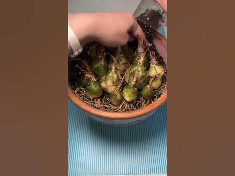 Высаживаю дримиопсис #shorts #дримиопсис #drimiopsis - YouTube